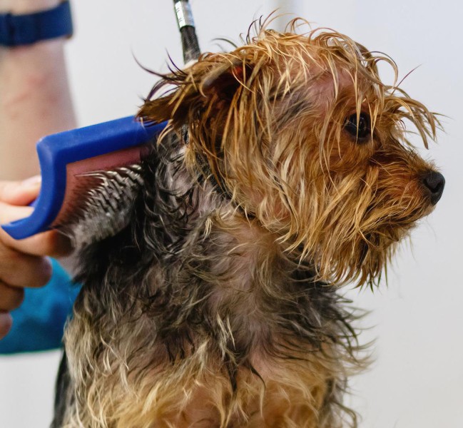 ¿Qué es mejor una carda o un peine? :: Equipamiento y productos para ...