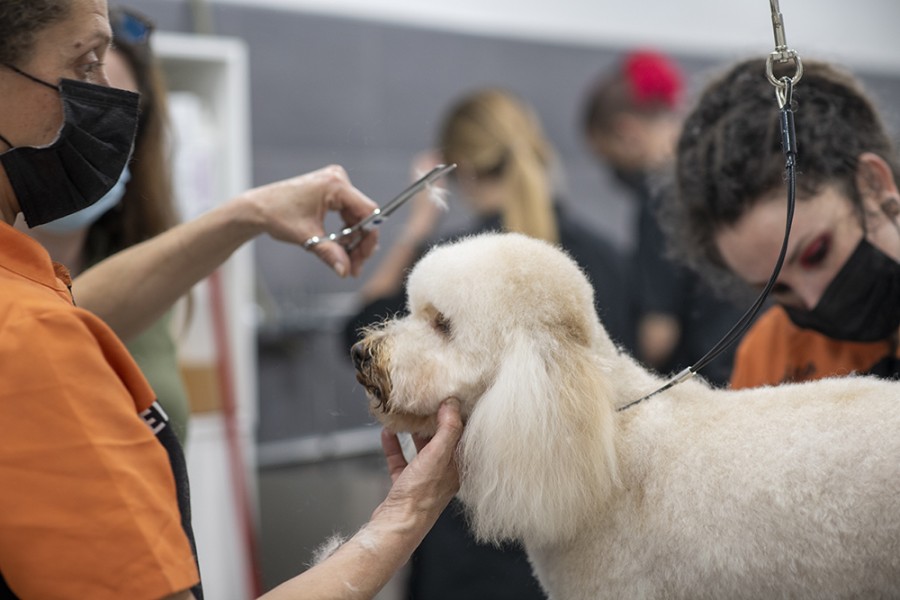 Monta tu peluquería canina con Style and Dog y llévate un curso con ...