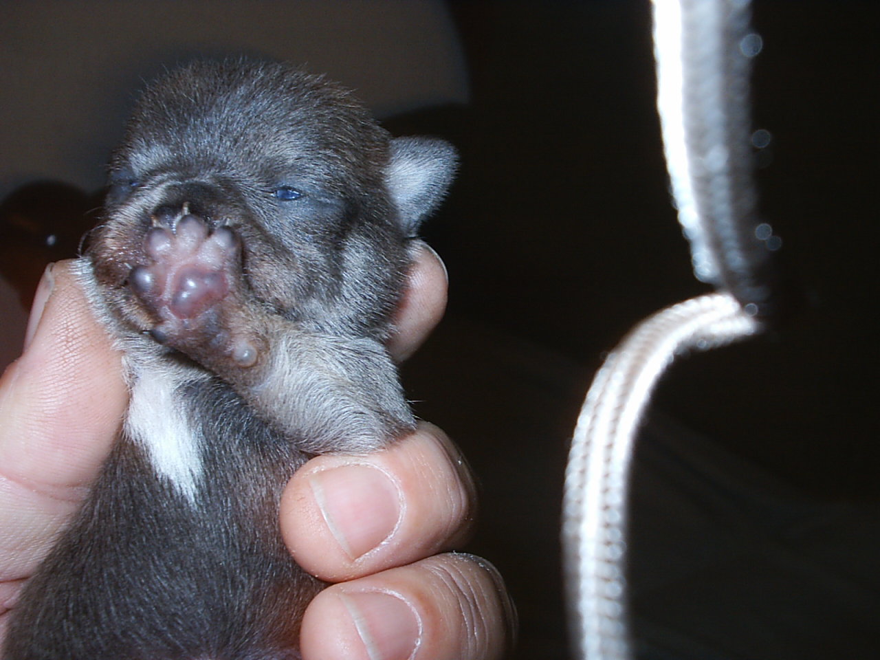 Cuidados especiales de los cachorros :: Equipamiento y productos para ...